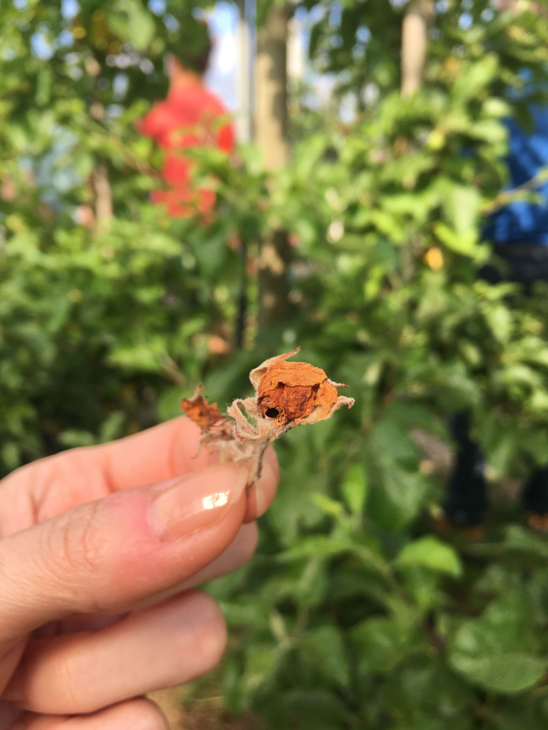 Vrijstelling Raptol nu echt dringend nodig - Nederlandse Fruittelers ...