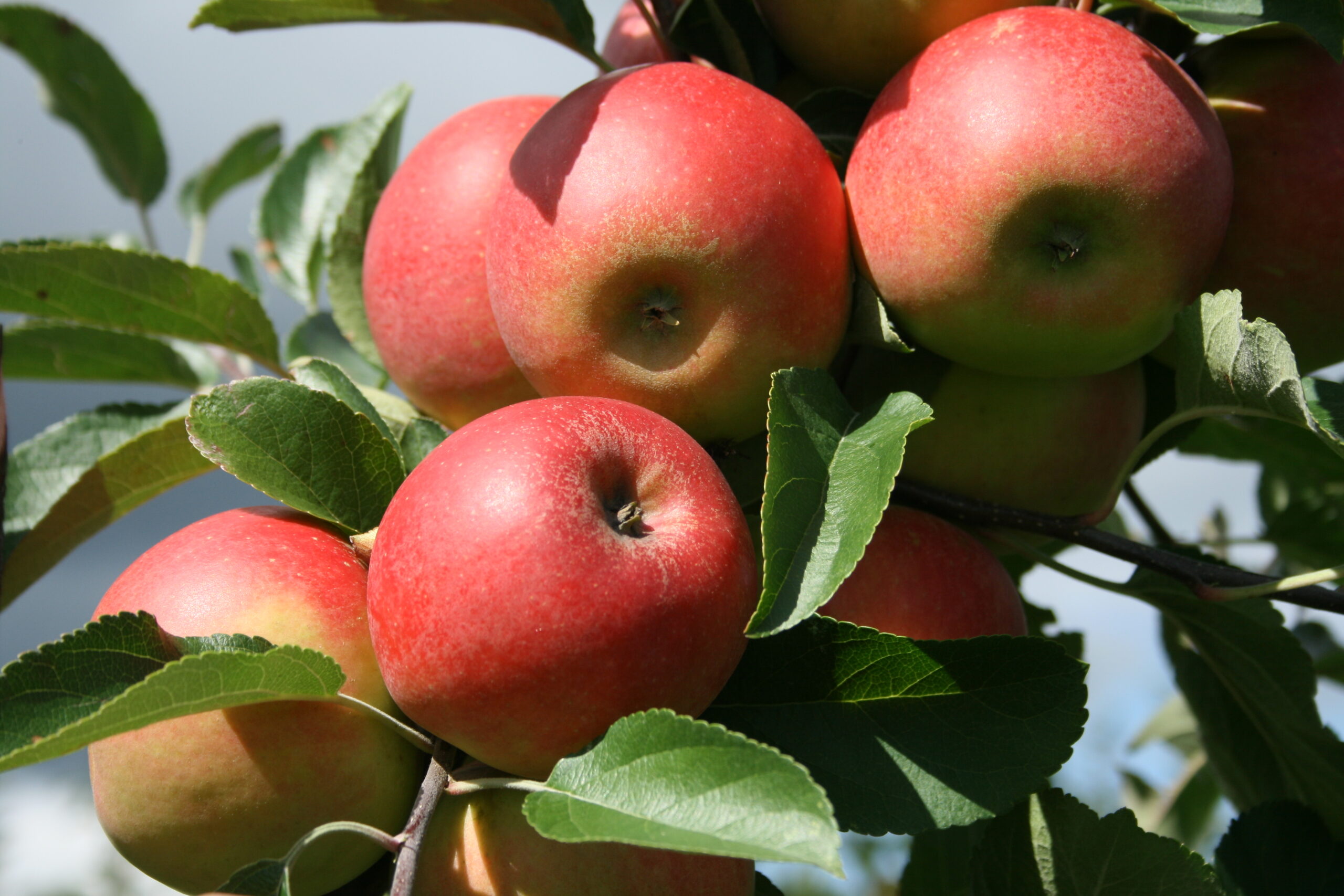 WAPA: Europese appel- en perenvoorraden minder groot dan vorig jaar ...