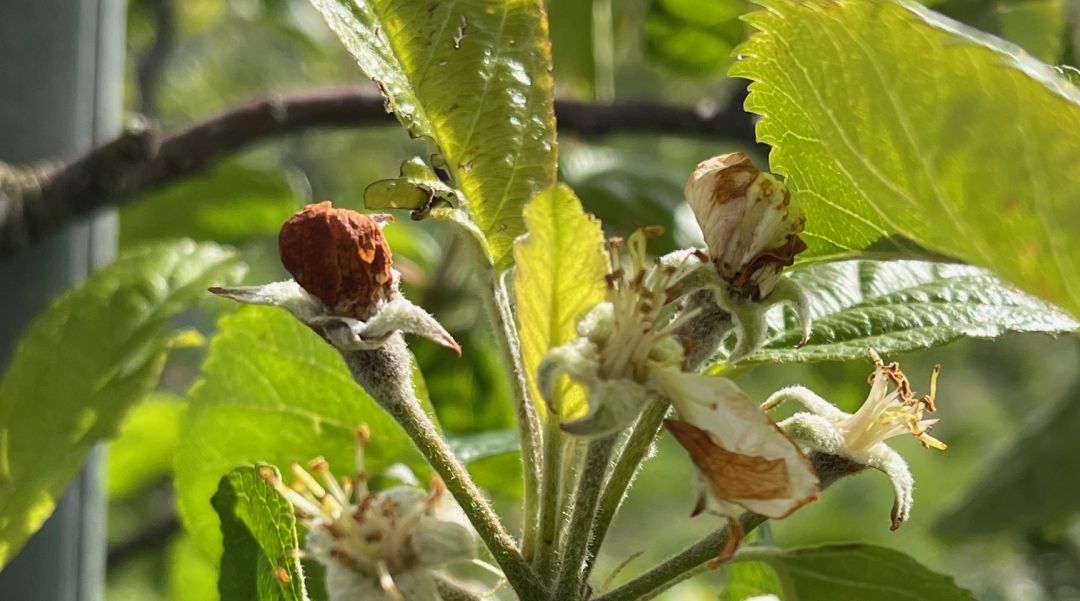 Vrijstellingen Raptol en Curatio zijn binnen - Nederlandse Fruittelers ...