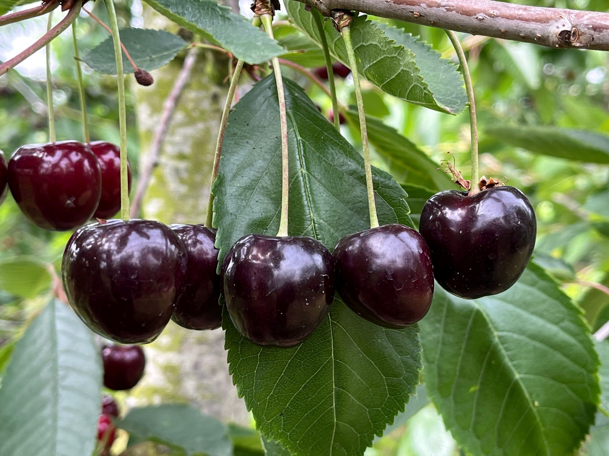 Vrijstelling Tracer voor kers gepubliceerd - Nederlandse Fruittelers ...